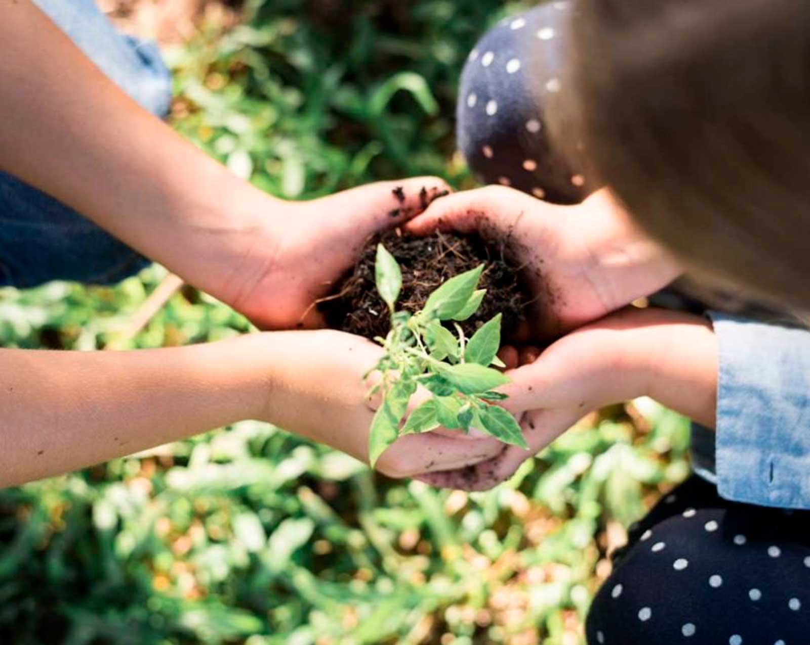 Plant A Tree Far And Wild